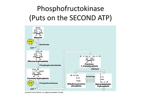Cellular Respiration Part 3 Ppt Download