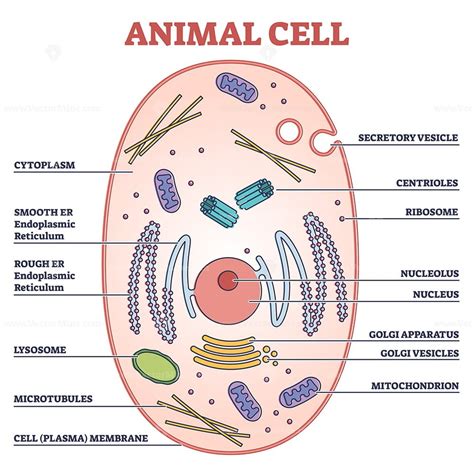 41 Cell Diagram Labeled