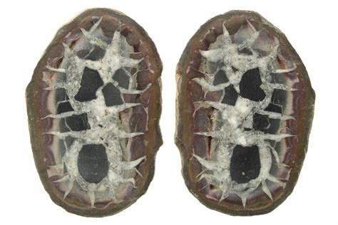 1 9 Cut Polished Septarian Nodule Pair Morocco 273629 For Sale