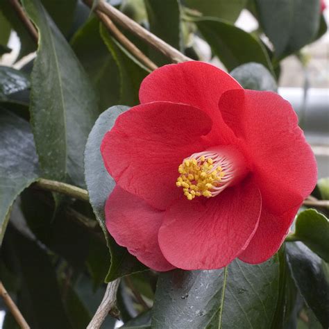 Flower Photos Japanese Camellia