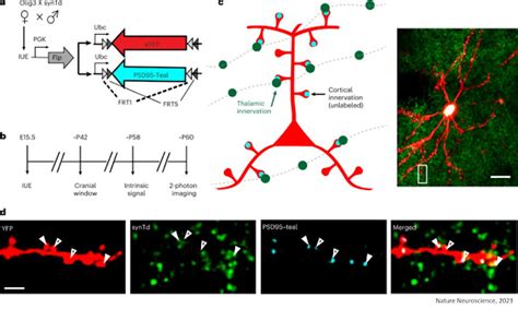 How Thalamic Input Into The Cortex Works