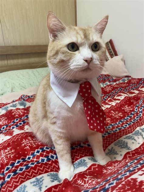 Hes Ready For His Job Interview R Catpics