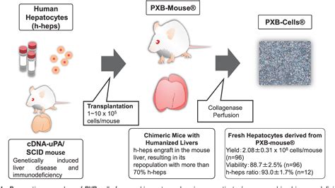 Figure 1 From Lipoprotein Profile And Lipid Metabolism Of Pxb Cells® Human Primary Hepatocytes