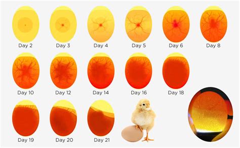 How To Candle An Egg And Spot A Growing Chick Flockjourney