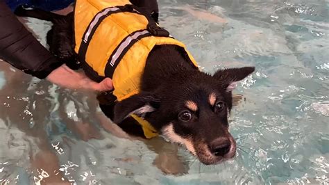 Vlog 양평 여행 브이로그🐶애견펜션첫수영감바스샐러드파스타떡볶이더글로리 Youtube