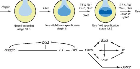 Optic Nerve Development Semantic Scholar
