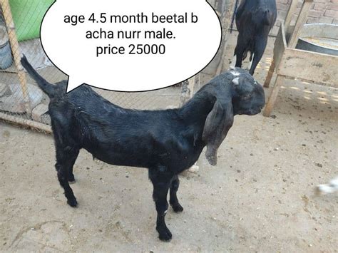 Gulabi Bakra Beetal Bacha Goats 1100737748