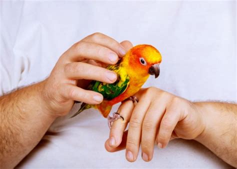 How To Discipline A Bird—a Comprehensive Guide For Bird Owners