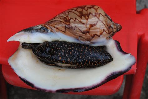 Shell Seashell Seafood Free Photo On Pixabay Pixabay