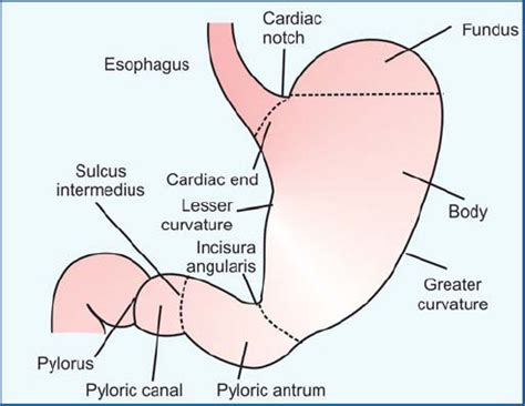 Lesser Curvature Of Stomach