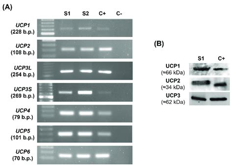 Identification Of Mitochondrial Uncoupling Proteins Ucps Homologs Download Scientific Diagram