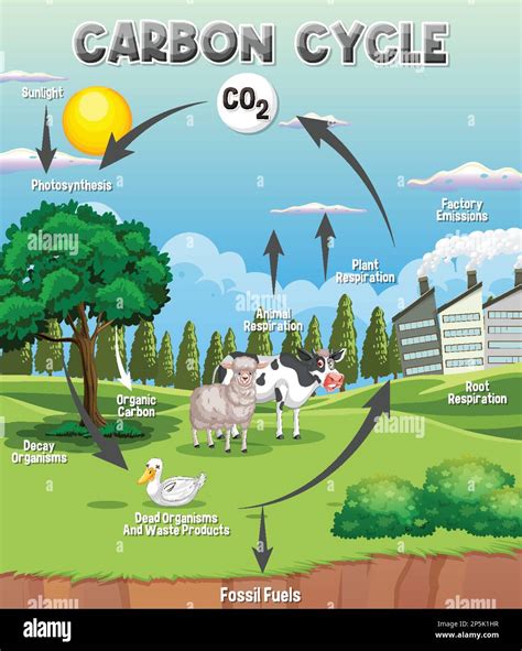 Easy Carbon Cycle