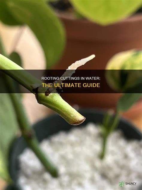 Rooting Cuttings In Water The Ultimate Guide Shuncy