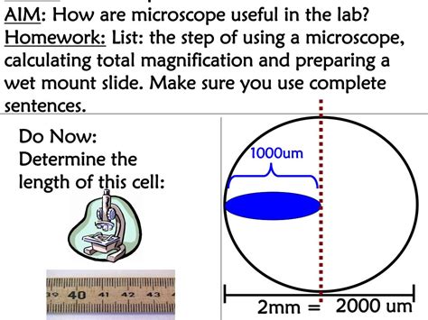 Ppt Topic Microscope Aim How Is A Specimen Measured With A