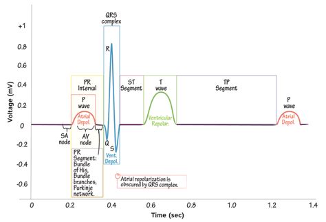 Episode 20 Why Do Myocardial Infarctions Cause St Elevation The