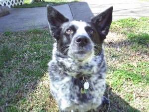 Blue Heeler Corgi Mix Meet Hank