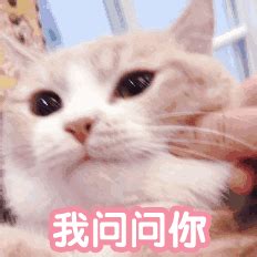 搞笑表情包弱小可怜又无助