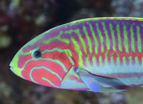 Stunning Photos Of Different Types Of Wrasse Fish
