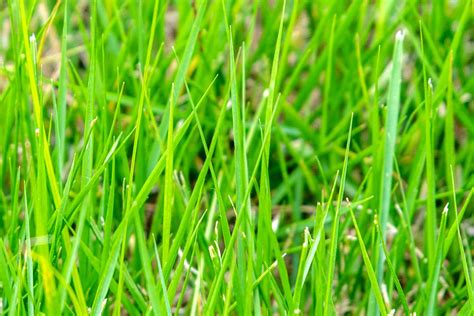Zoysia Grass