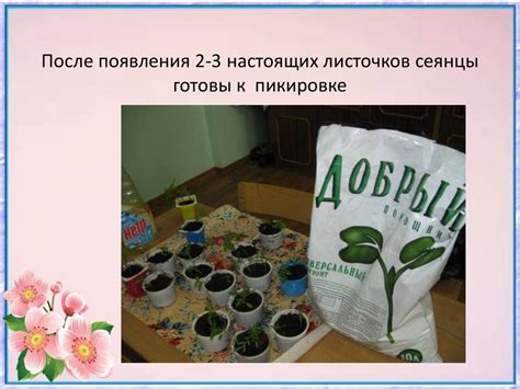 Выращивание цветочной рассады презентация онлайн