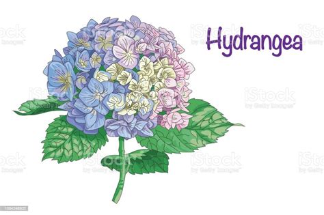 벡터는 매우 수 국 꽃 흰색 절연의 현실적인 그림 상세한 웨딩 꽃 디자인 인사말 카드에 대 한 좋은입니다 0명에 대한 스톡 벡터 아트 및 기타 이미지 Istock