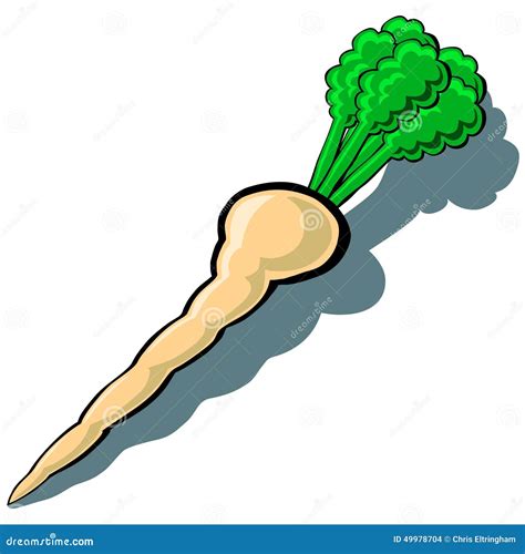 Parsnip Stock Vector Illustration Of Unique Cute Shadow 49978704
