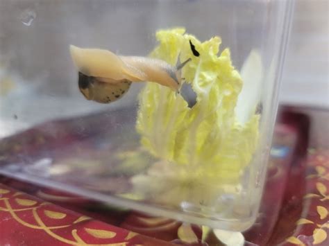 야생달팽이키우기 명주 달팽이 집 먹이 키우는법 네이버 블로그