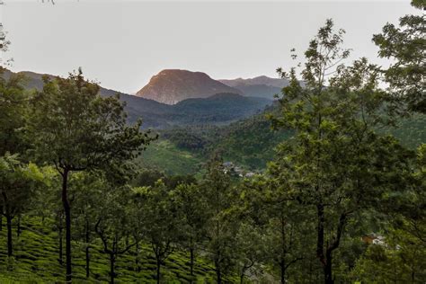 How Trees Outside Forests Impact Human Well Being