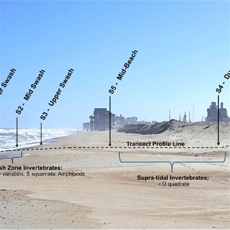 Typical Sampling Transect Used For Field Data Collection Download