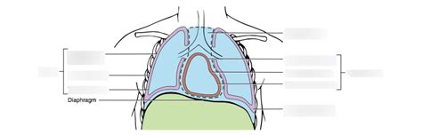 Anatomy Ch 1 The Thoracic Cavity Diagram Quizlet
