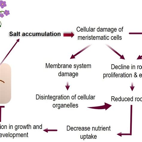 Conceptual Model Of Salt Overly Sensitive Sos Pathway The High Salt
