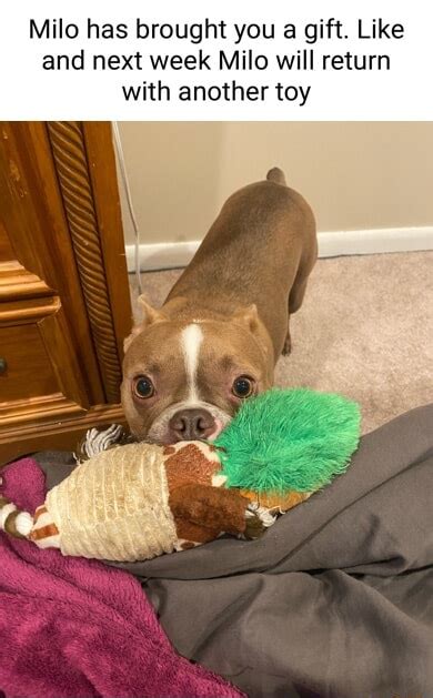 Milo Has Brought You A T Like And Next Week Milo Will Return With Another Toy Ifunny