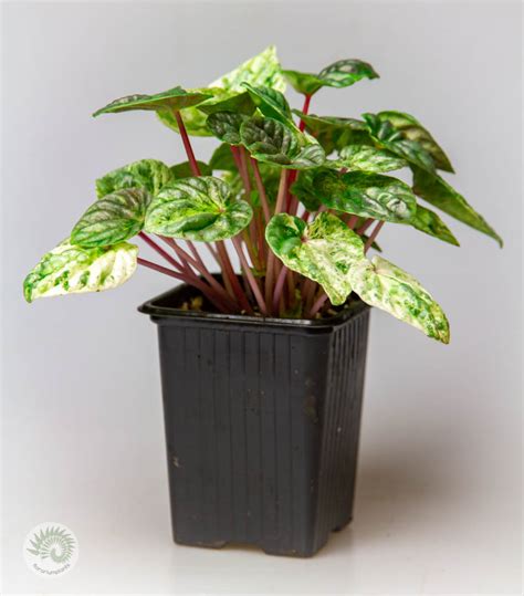 Peperomia caperata 'white lady' - Florariumplants