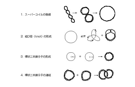 2本鎖環状DNA meddic