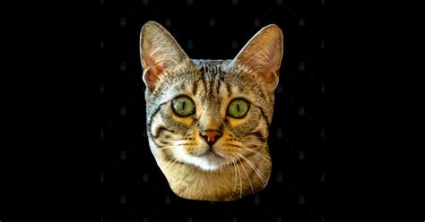 Pussy Cat Eyes Cat Sticker Teepublic