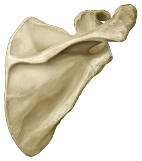 Bio 223 Lab 4 Appendicular Skeleton Scapula Borders And Angles Diagram Quizlet