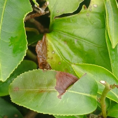 Precision And Map Not High Enough · Issue 11766 · Ultralyticsyolov5