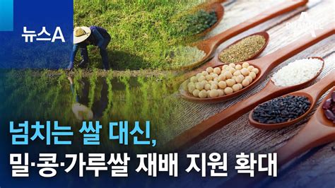 넘치는 쌀 대신 밀·콩·가루쌀 재배 지원 확대 뉴스a Youtube
