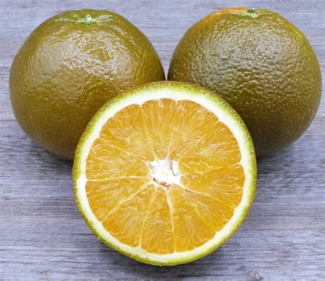 Yuzu N°3 Le Yuzu Le Plus Rustique 18 °c Et Le Plus Aromatique ️