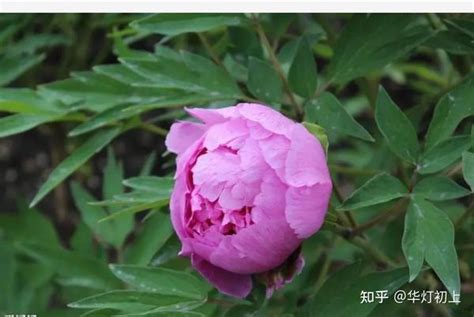 描写牡丹的诗精选（14首） 知乎