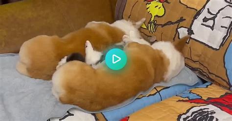 I Walk Them Three Times A Day Album On Imgur