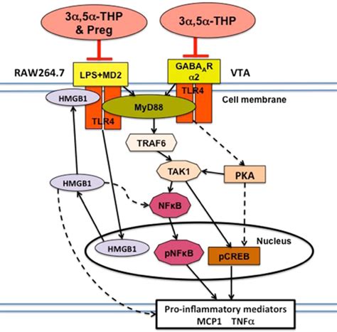 Scientists Discover How Neuroactive Steroids Dampen Inflammatory