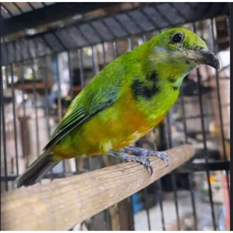 Jual Burung Cucak Cungkok Trotol Jantan Gacoan Shopee Indonesia