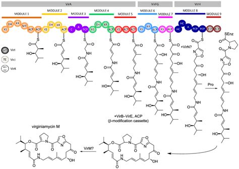 Metabolic Pathway Assembly Using Docking Domains From Type 53 Off