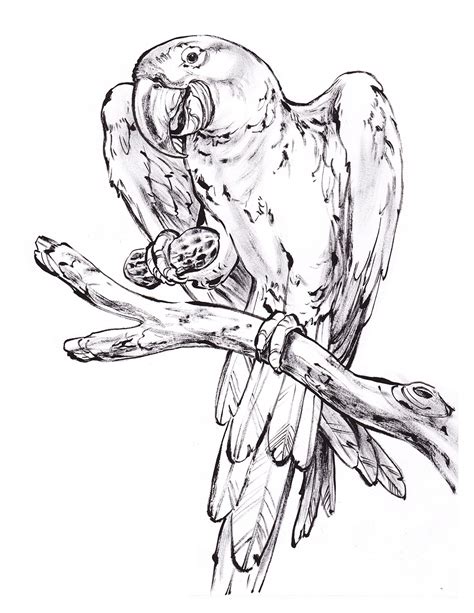 Printable Realistic Bird Coloring Pages