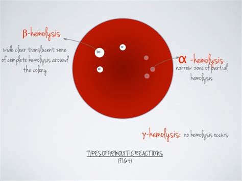 Streptococcus Mutans And Other Streptococci