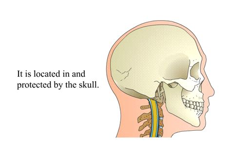 Stereotactic Biopsy Of A Brain Lesion Frameless