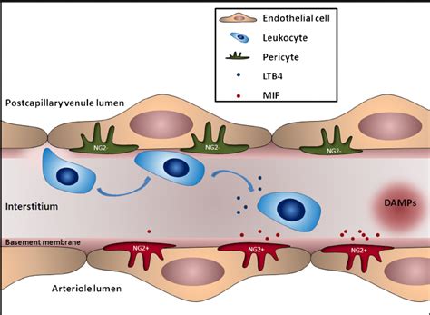 Transmigration And Interactions Of Neutrophils After Transendothelial Download Scientific