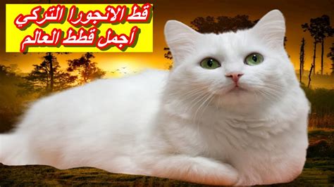 كل ما تريد معرفته عن قط أنجورا التركيماذا تعرف عن قط الانجورا التركي