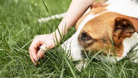 Alergias En Perros Causas Y Síntomas Sumimascotas
